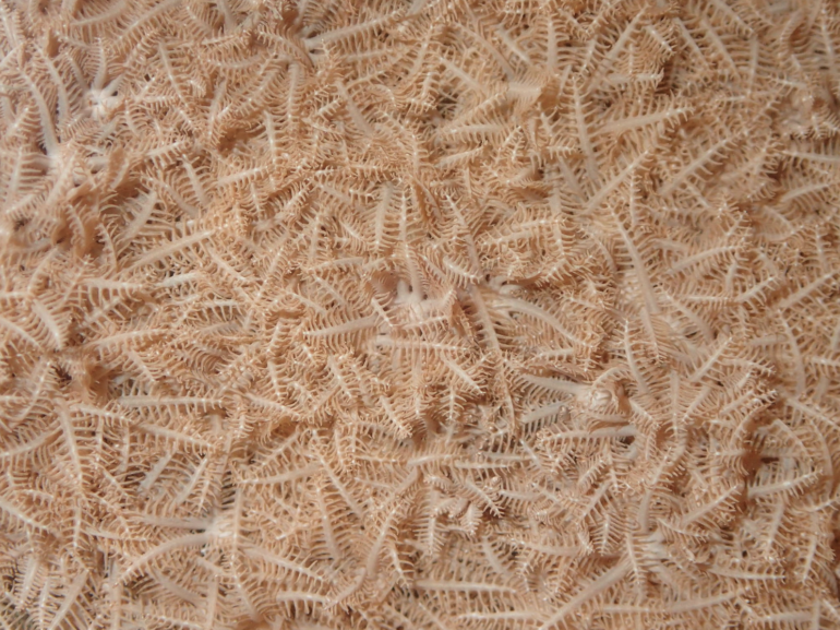 The New Octocorallia: Scleralcyonacea (And A Few Remaining Mysteries ...