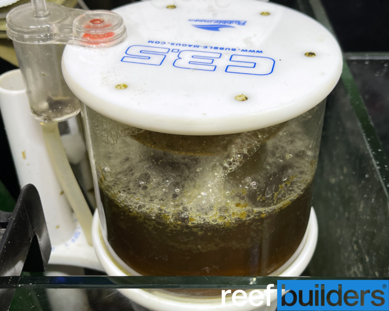 Prognathodes obliquus and P. dichrous are two similar yet unobtainable ...