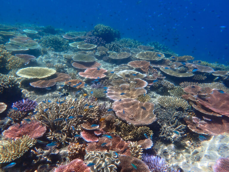 Study finds Table Corals are fast to grow but first to go | Reef ...