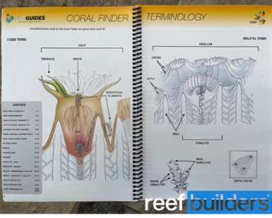 We’ve been on a coral ID course. Here’s why you should too. | Reef ...