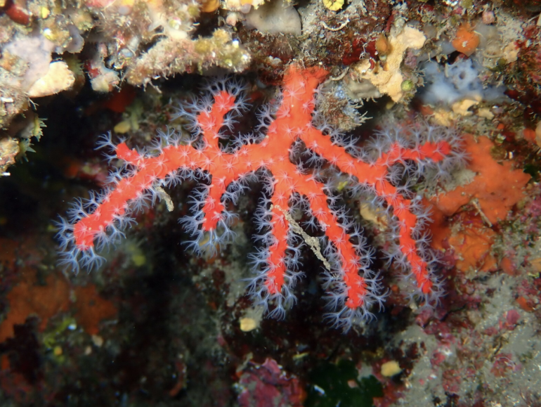 The New Octocorallia: Scleralcyonacea (And A Few Remaining Mysteries ...