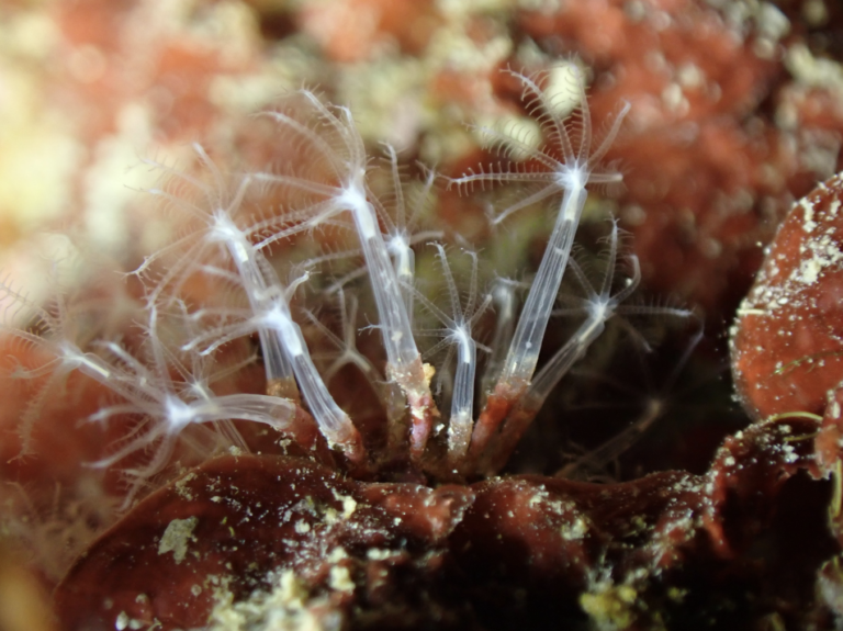 The New Octocorallia: Scleralcyonacea (And A Few Remaining Mysteries ...