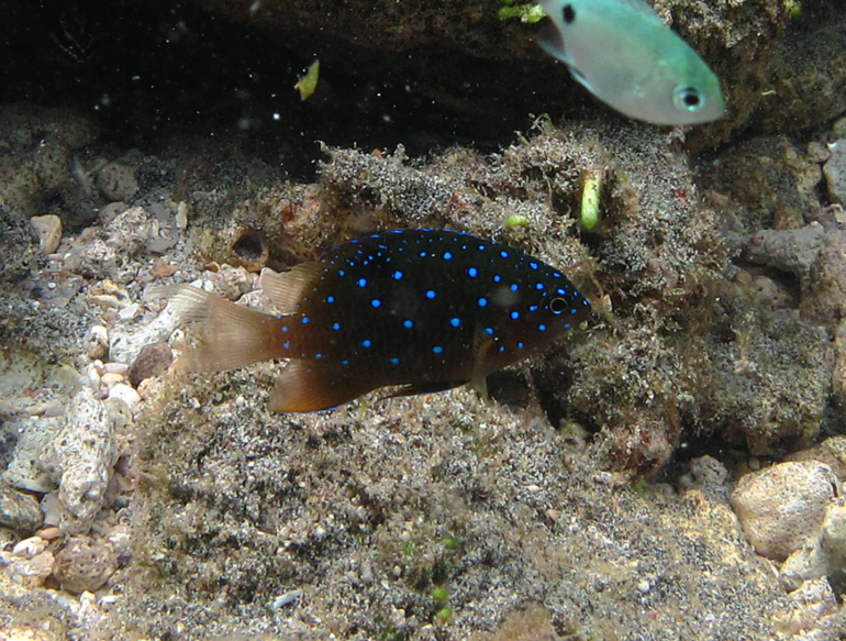 Rat-infested islands change behavior in native damselfish | Reef ...