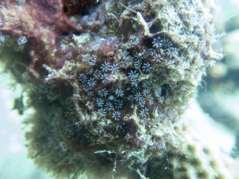 The New Octocorallia: Scleralcyonacea (And A Few Remaining Mysteries ...