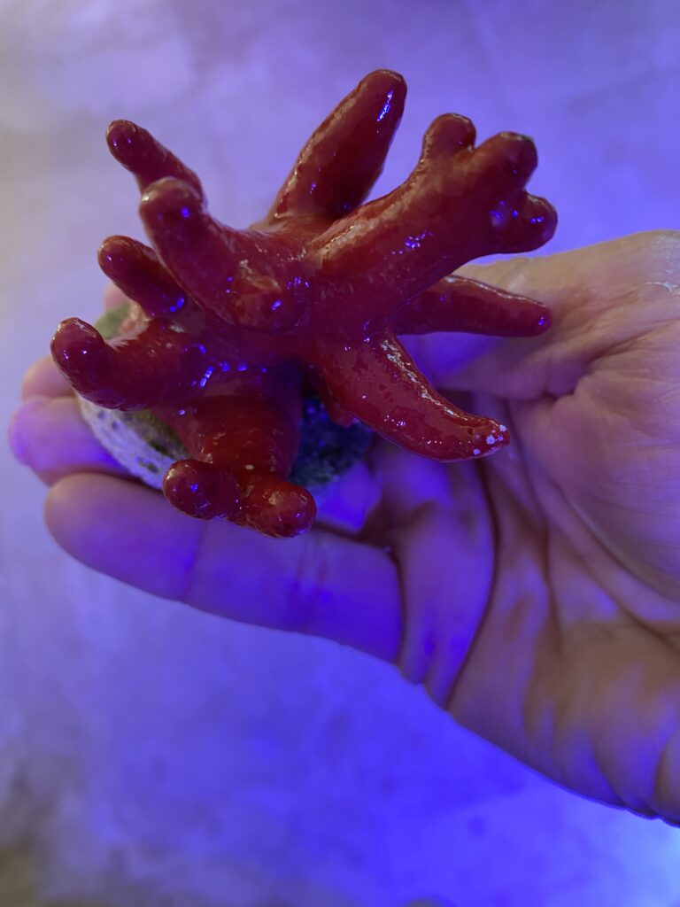 Ecotech Coral Glue is more than just fancy packaging, also very sticky ...