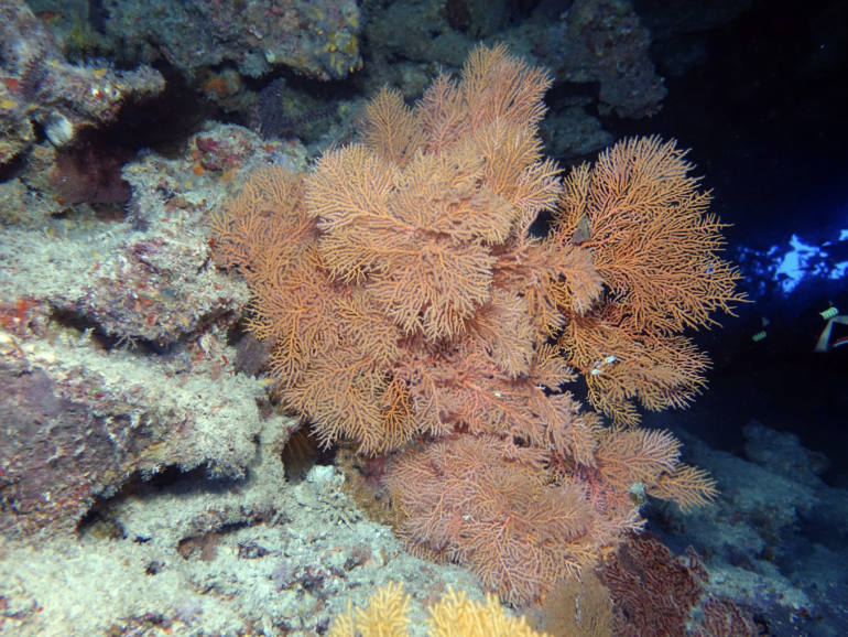 The New Octocorallia: Scleralcyonacea (And A Few Remaining Mysteries ...