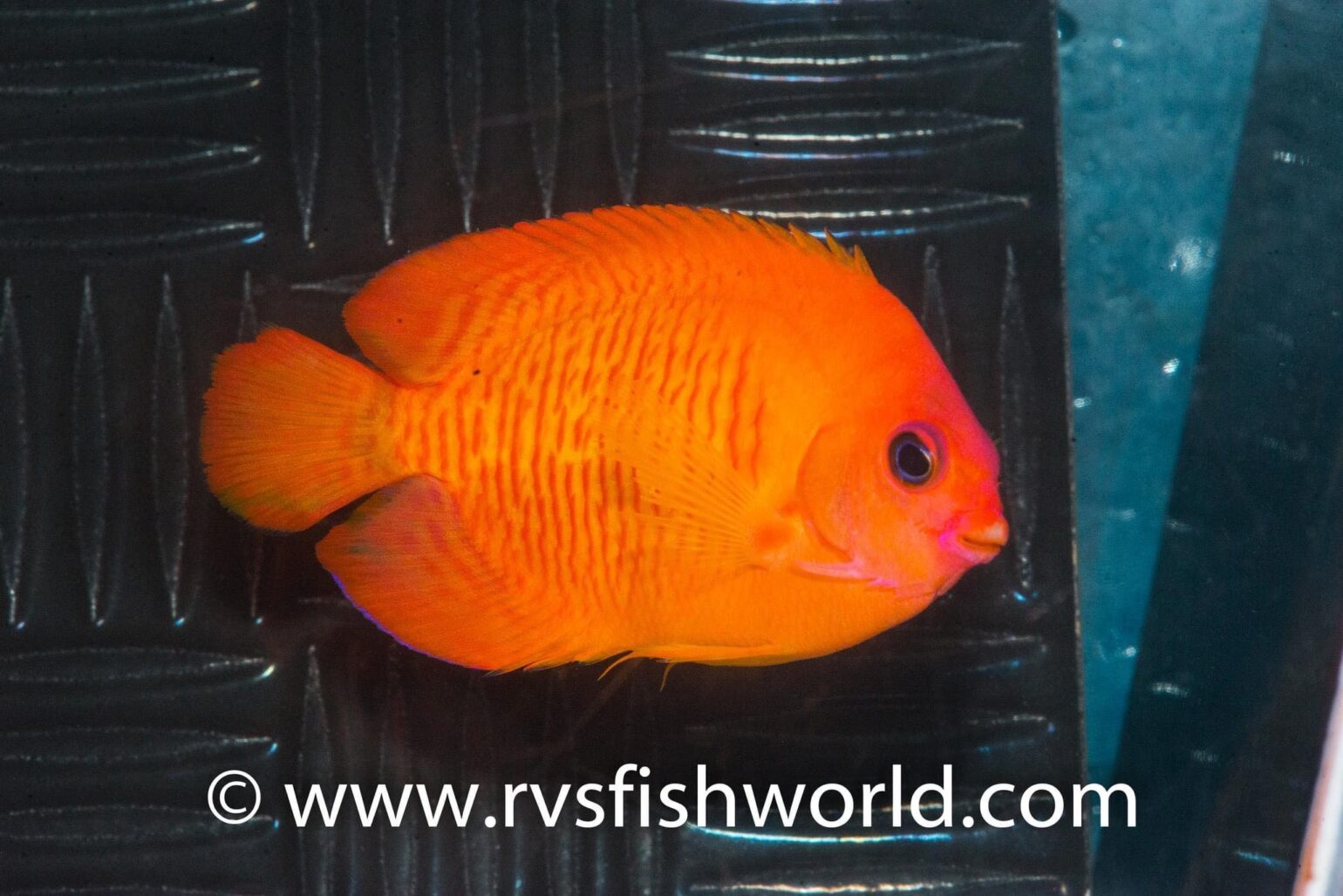 Tangerine Coral Beauty flexes its colorific DNA | Reef Builders | The ...