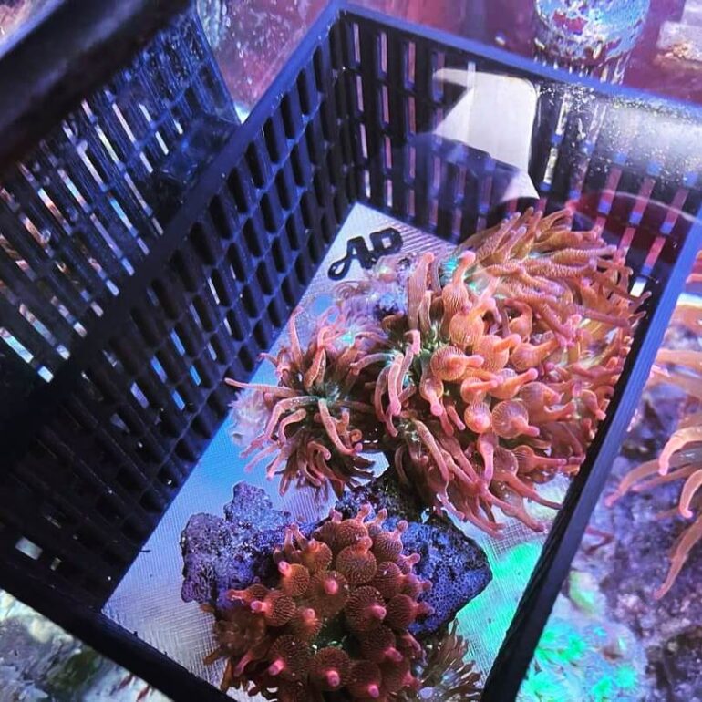 FAQs on 3D printing | Reef Builders | The Reef and Saltwater Aquarium Blog