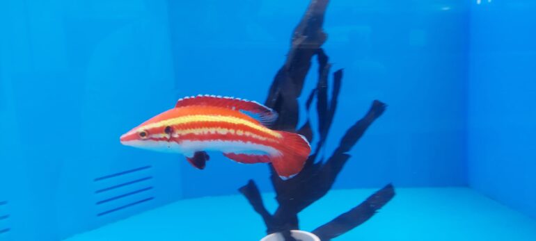 Bodianus masudai is our favorite Hogfish available right now | Reef ...