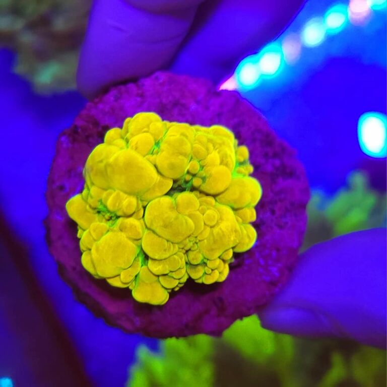 Bounce Button Scoly is one of a kind find | Reef Builders | The Reef ...