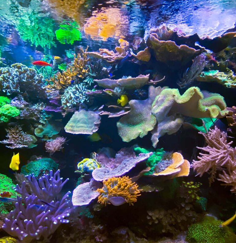 David Saxby - the Exclusive Interview | Reef Builders | The Reef and ...