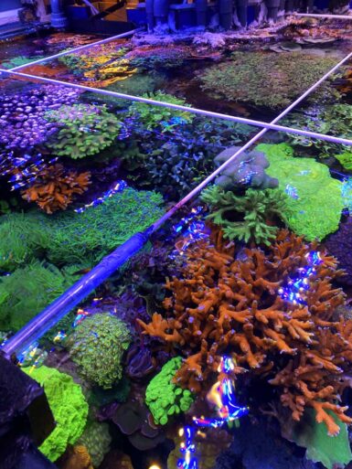 David Saxby - the Exclusive Interview | Reef Builders | The Reef and ...