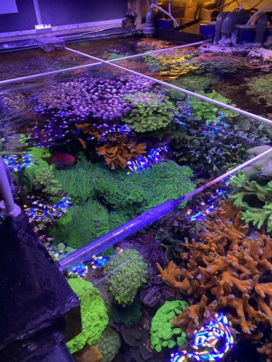 David Saxby - the Exclusive Interview | Reef Builders | The Reef and ...