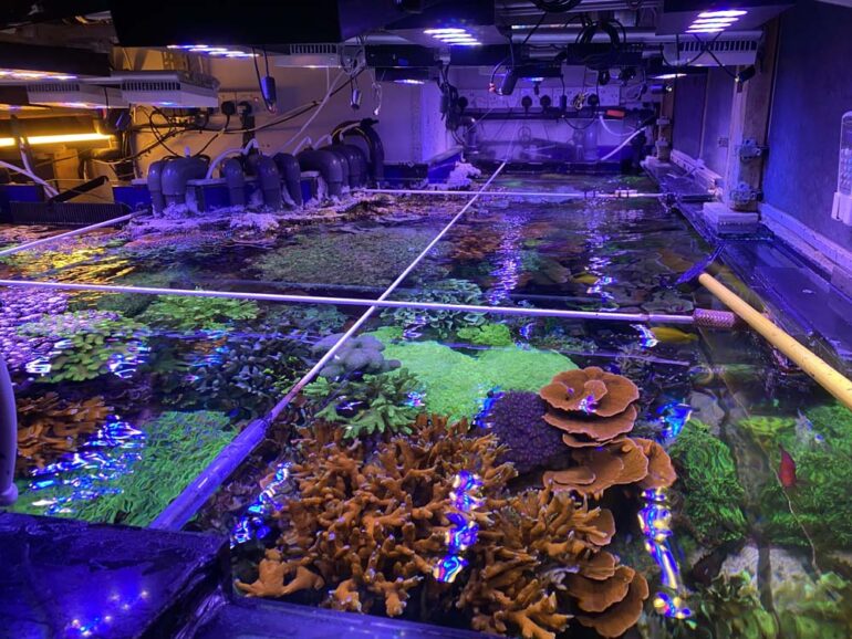 David Saxby - the Exclusive Interview | Reef Builders | The Reef and ...