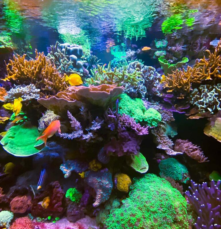 David Saxby - the Exclusive Interview | Reef Builders | The Reef and ...