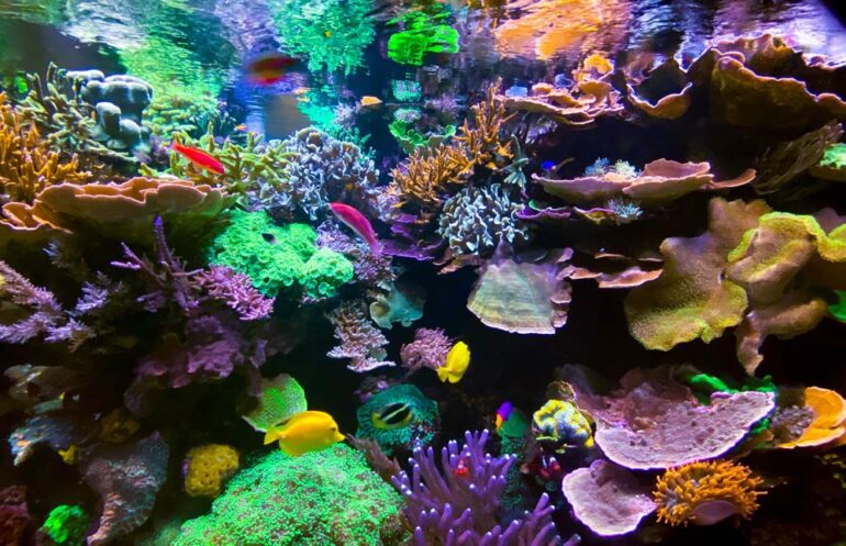 David Saxby - the Exclusive Interview | Reef Builders | The Reef and ...