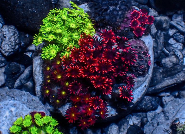 Are Goni gardens the next big thing from Indonesia? | Reef Builders ...