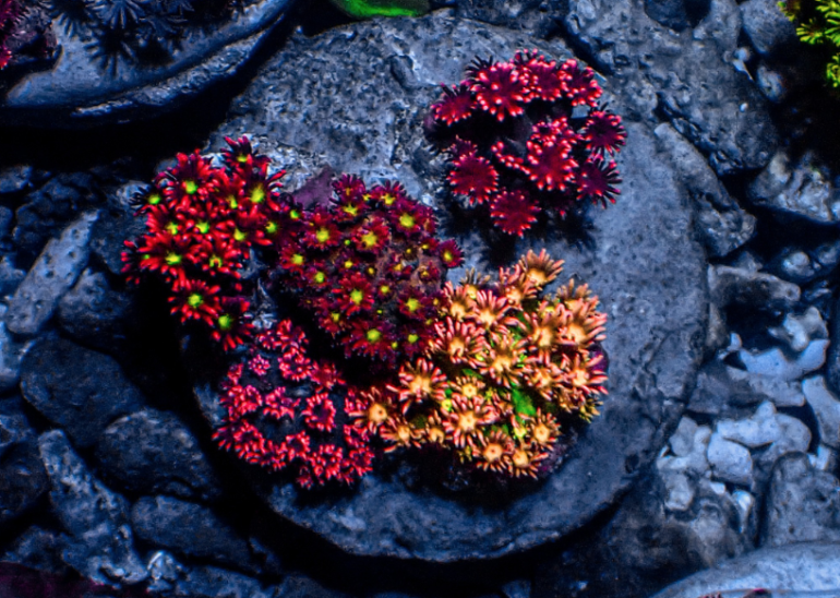 Are Goni gardens the next big thing from Indonesia? | Reef Builders ...