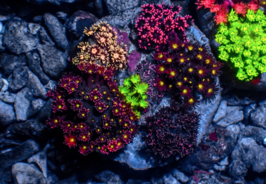 Are Goni gardens the next big thing from Indonesia? | Reef Builders ...