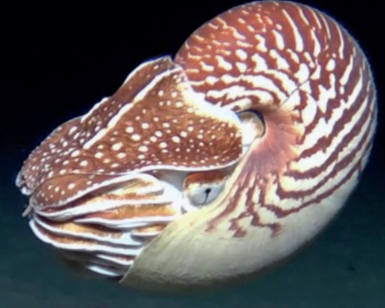 Three new Nautilus species described | Reef Builders | The Reef and ...