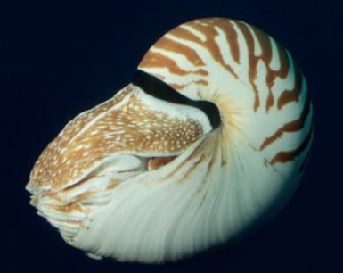 Three new Nautilus species described | Reef Builders | The Reef and ...