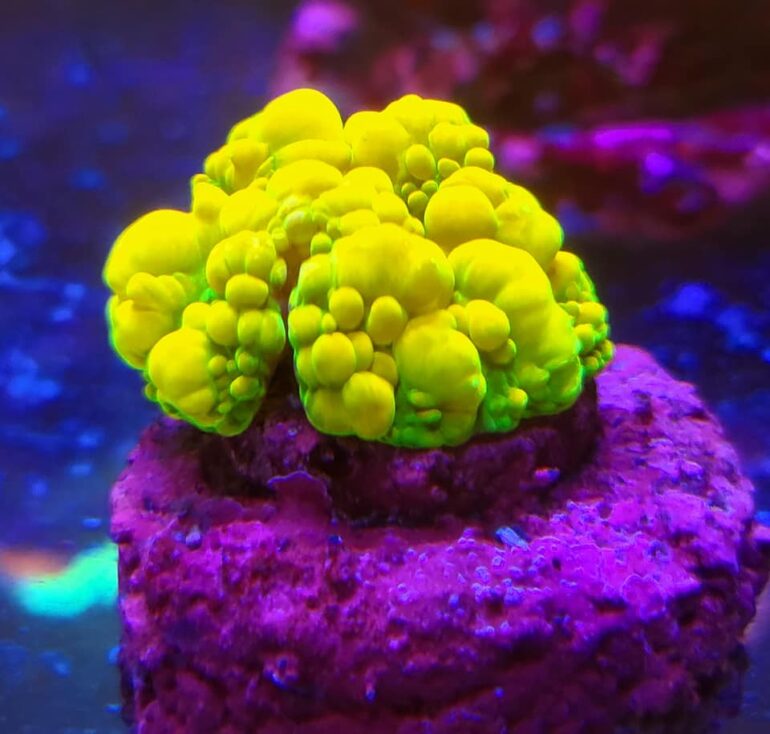Bounce Button Scoly is one of a kind find | Reef Builders | The Reef ...