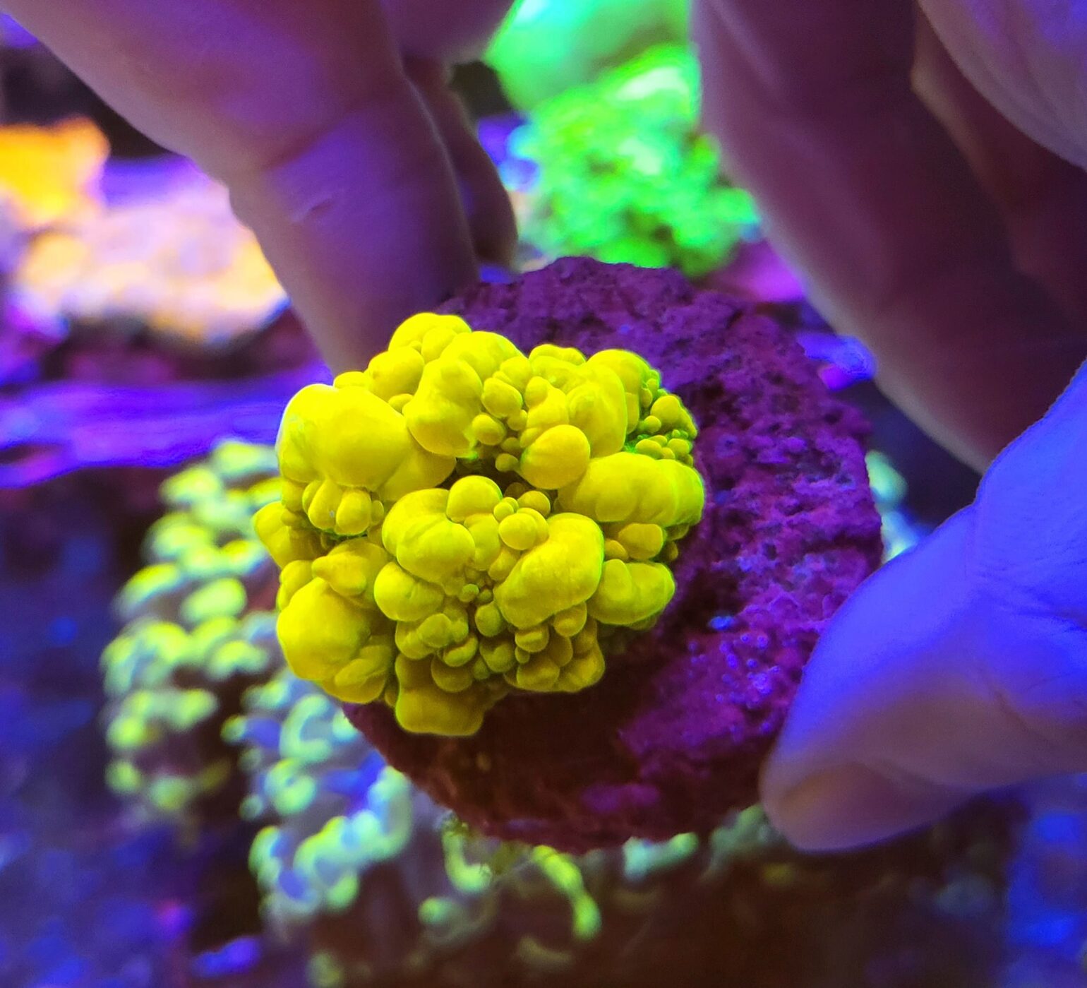 Bounce Button Scoly is one of a kind find | Reef Builders | The Reef ...