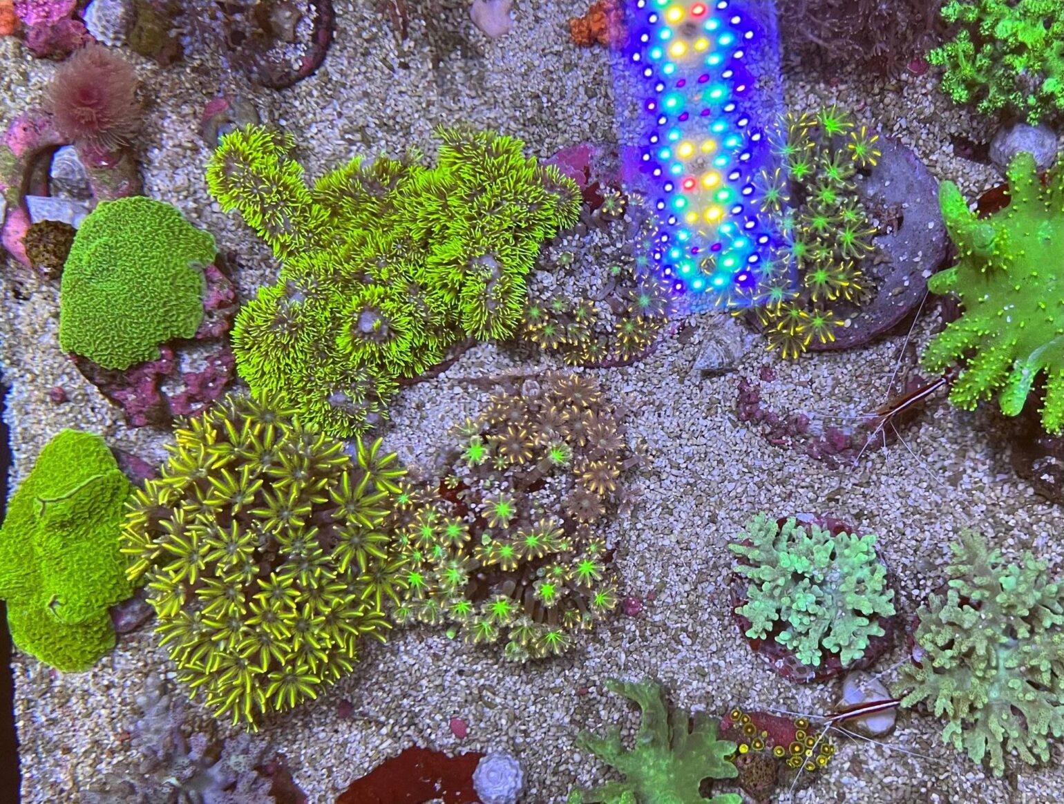 Captivating Clavularia | Reef Builders | The Reef and Saltwater ...