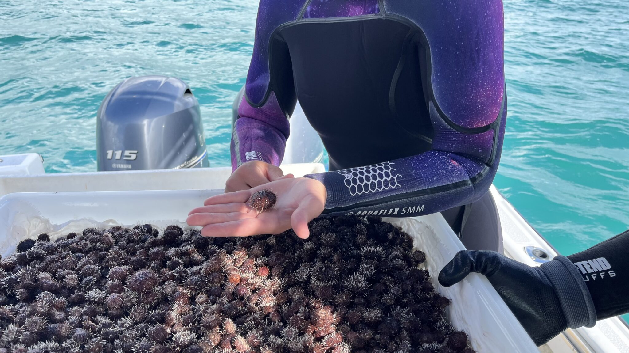 One-millionth sea urchin released in Hawaiian Island waters | Reef ...