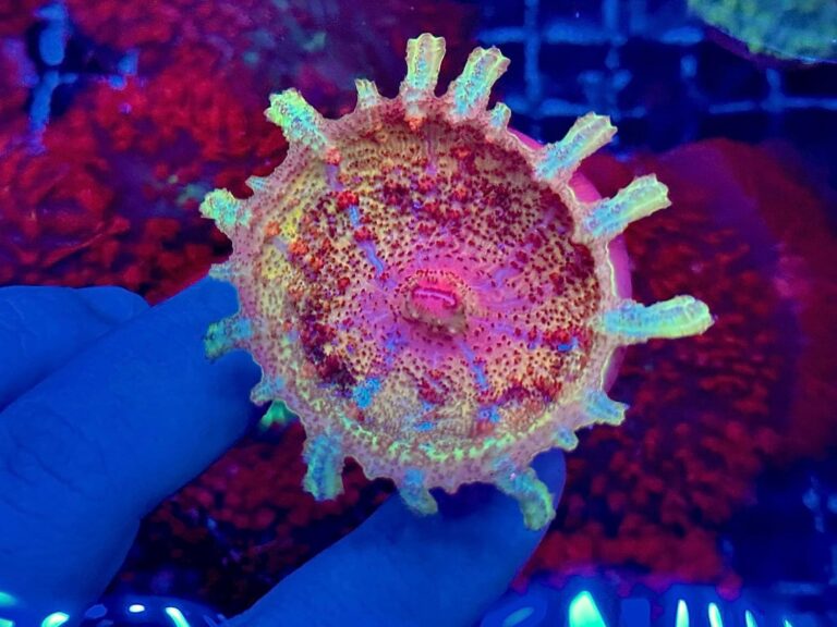 Panic! at the Disco(soma) - An Overview of Discosoma spp. Corallimorphs ...