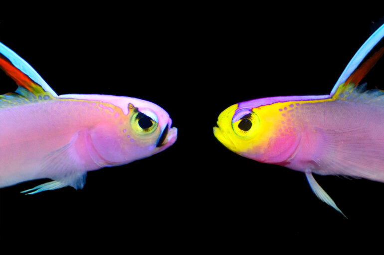 Meet Nemateleotris lavandula, the Lavender-blushed Dartfish | Reef ...
