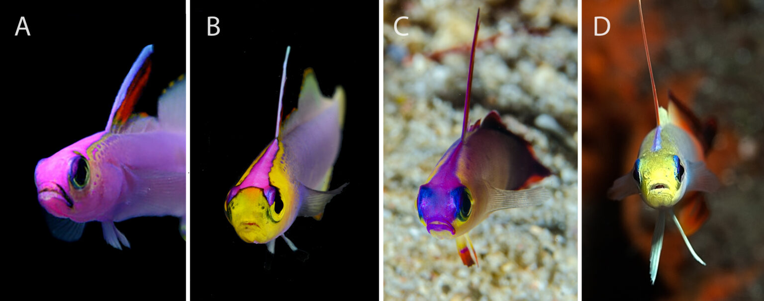 Meet Nemateleotris lavandula, the Lavender-blushed Dartfish | Reef ...