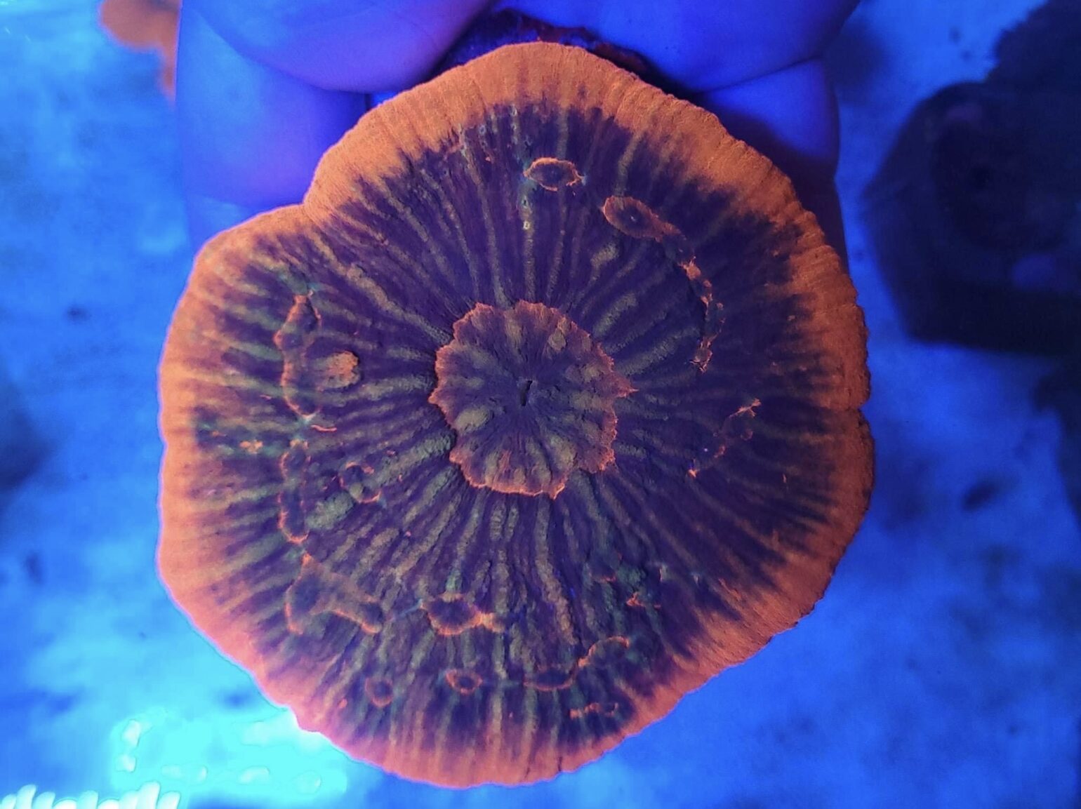Lobophyllia rowleyensis is a much-overlooked LPS coral | Reef Builders ...