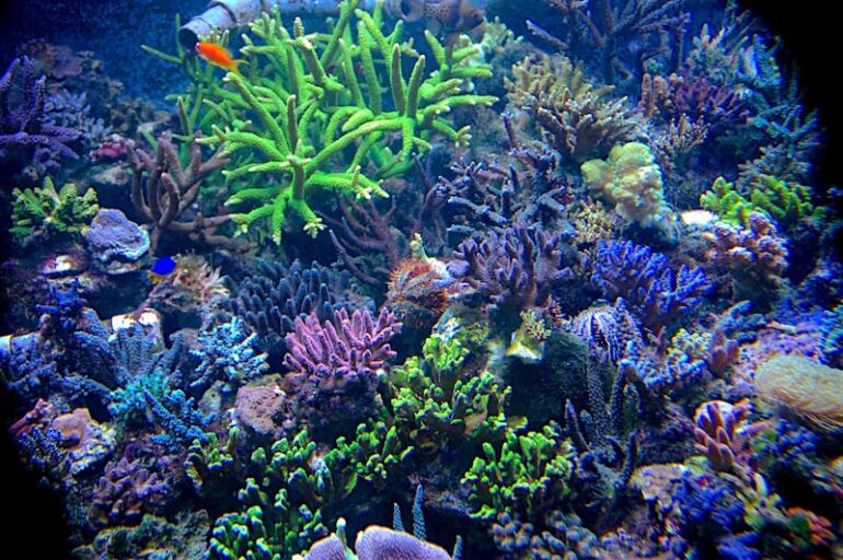 My Mini-Reef Past, Present, and Future | Reef Builders | The Reef and Saltwater Aquarium Blog