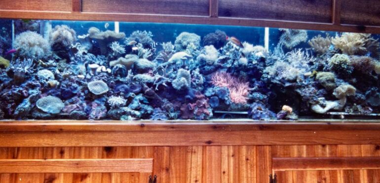 My Mini-Reef Past, Present, and Future | Reef Builders | The Reef and Saltwater Aquarium Blog