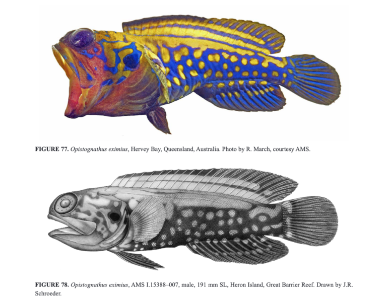18 new Jawfish species described in Indo-West Pacific Opistognathus ...