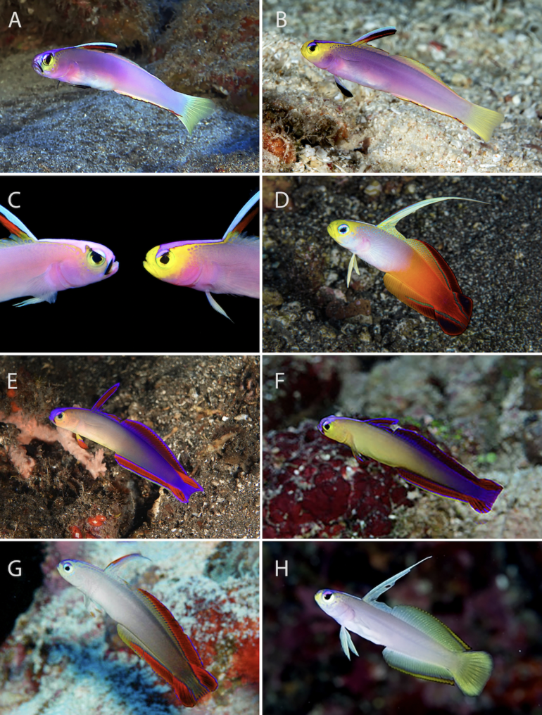 Meet Nemateleotris lavandula, the Lavender-blushed Dartfish | Reef ...