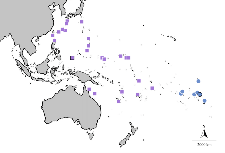 Meet Nemateleotris lavandula, the Lavender-blushed Dartfish | Reef ...