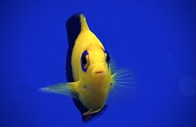 Cocos Pygmy Angelfish is a rarely imported treat | Reef Builders | The ...