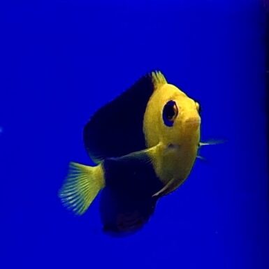 Cocos Pygmy Angelfish is a rarely imported treat | Reef Builders | The ...