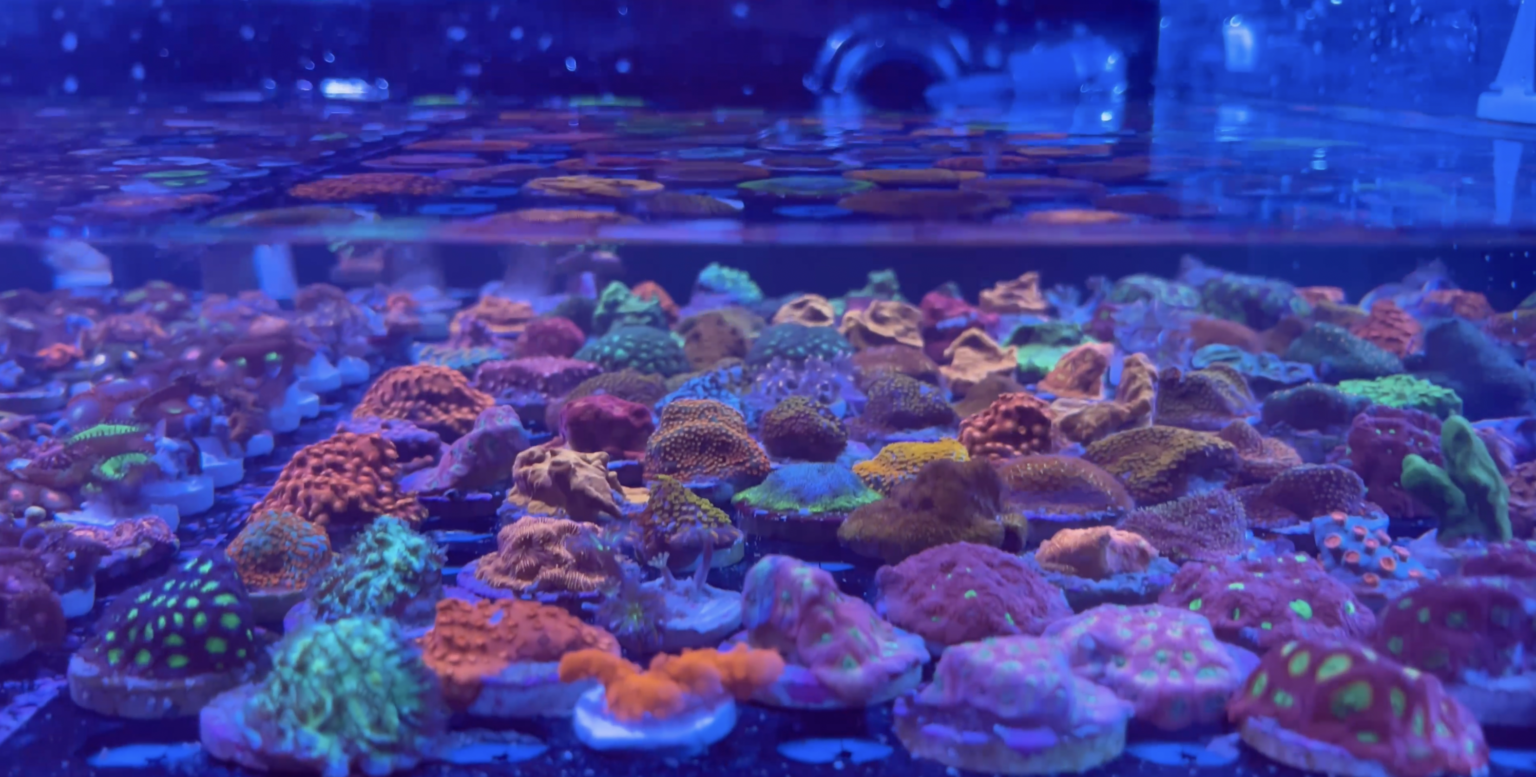 The $100 Coral Challenge | Reef Builders | The Reef and Saltwater ...