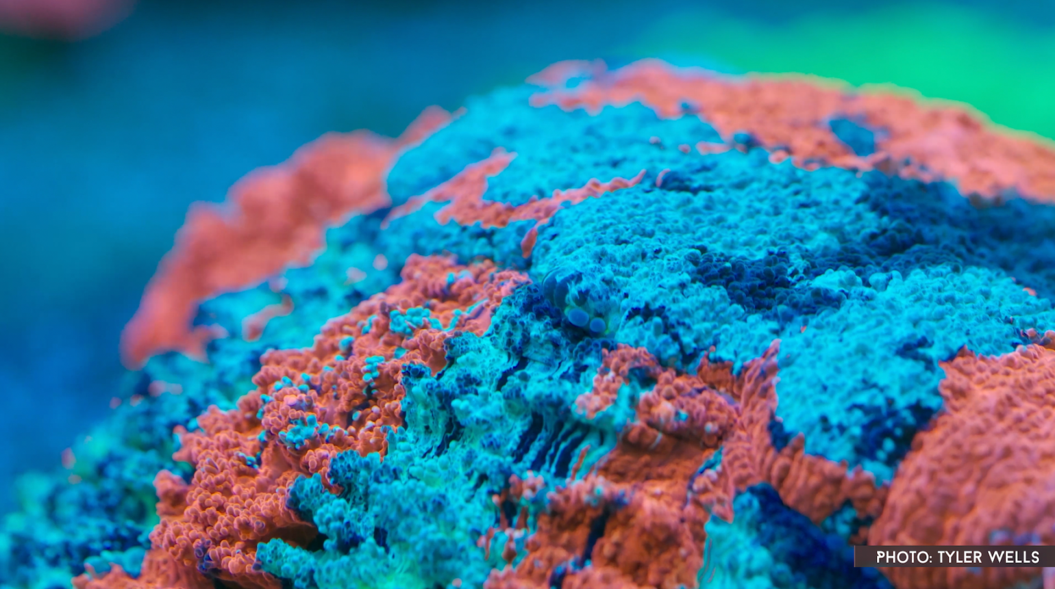 Doug’s Perfectly Designed Fish Room & Stunning Custom Reef Tank | Reef ...