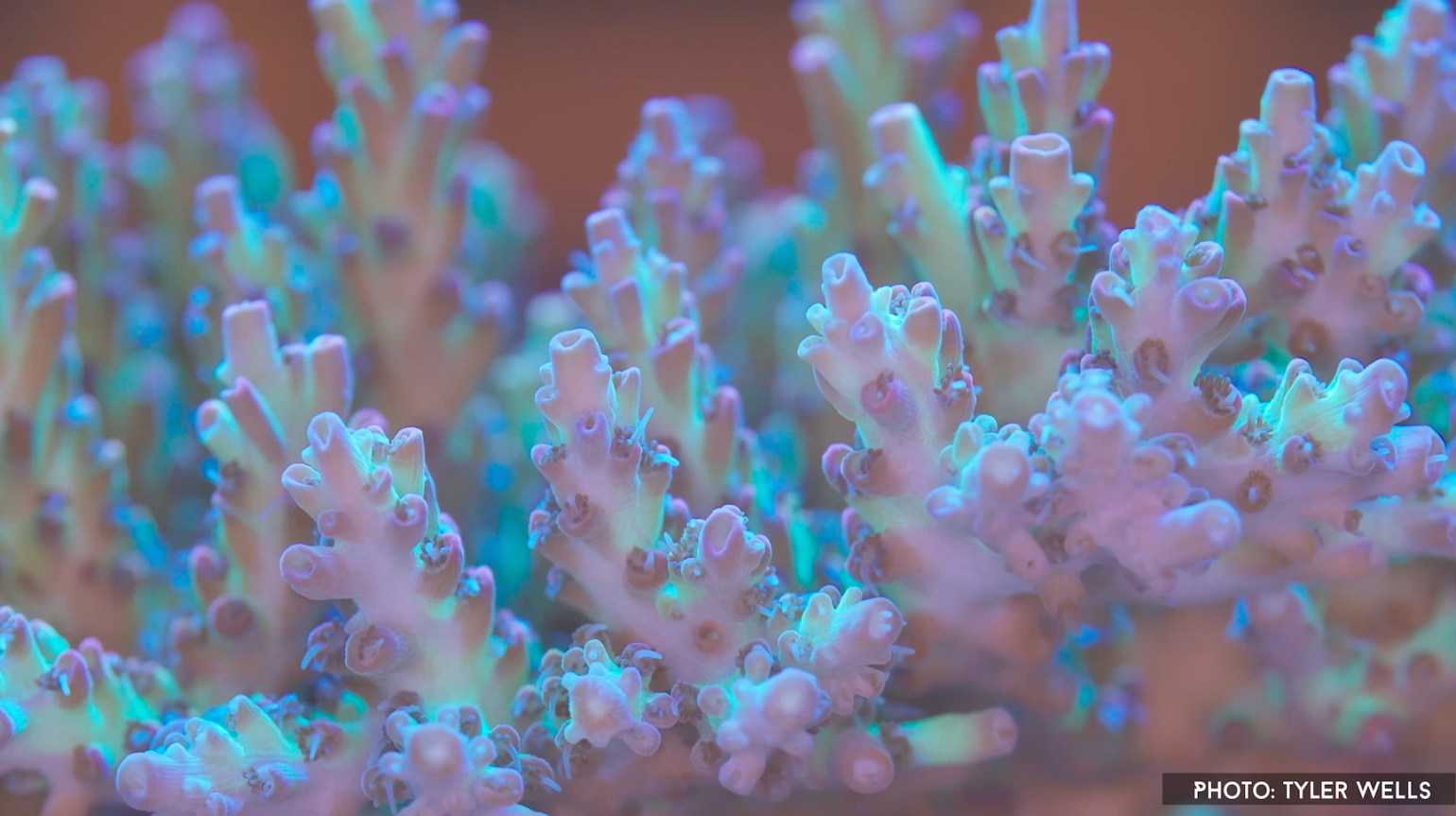 Doug’s Perfectly Designed Fish Room & Stunning Custom Reef Tank | Reef ...