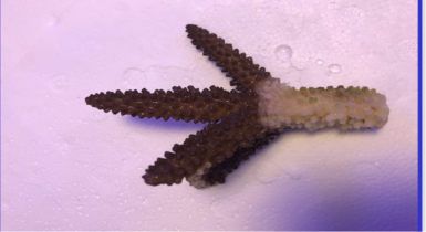 Managing Tissue Necrosis | Reef Builders | The Reef and Saltwater ...