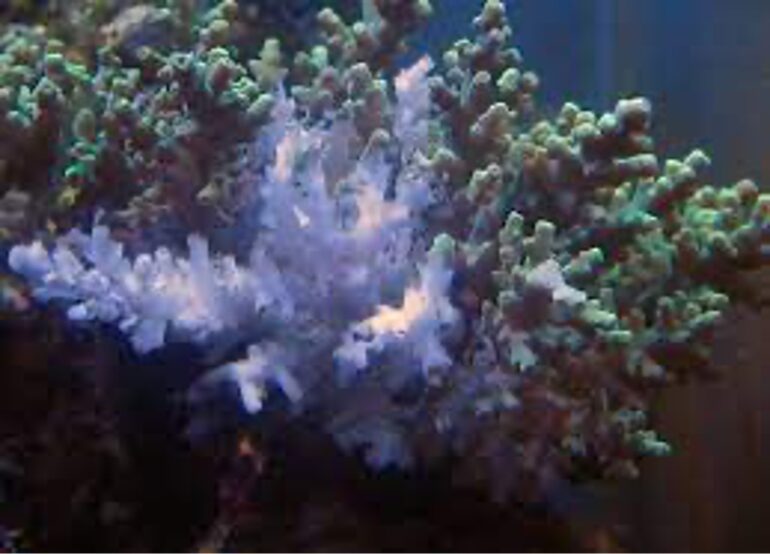 Managing Tissue Necrosis | Reef Builders | The Reef and Saltwater ...