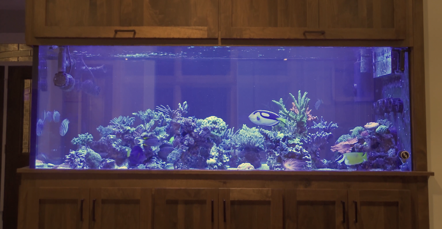 Doug’s Perfectly Designed Fish Room & Stunning Custom Reef Tank | Reef ...