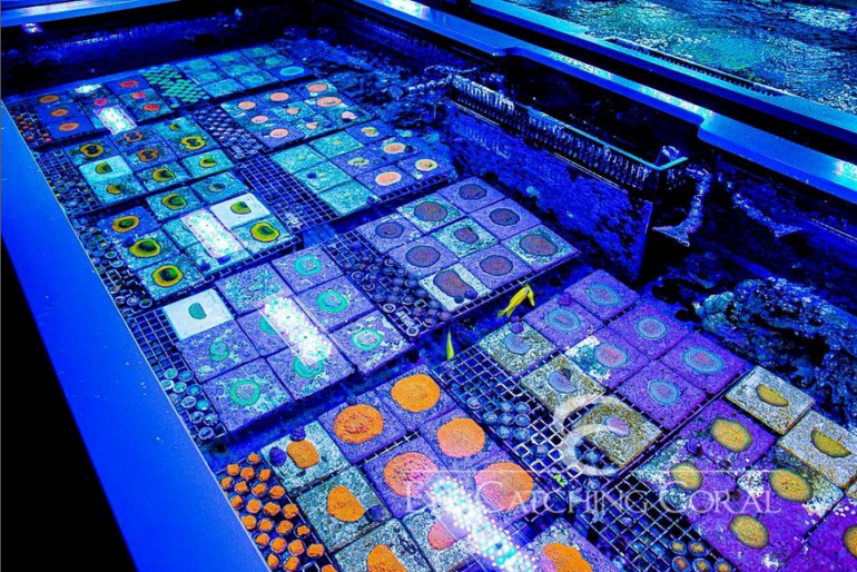 What you need to know about Sumps and Overflows | Reef Builders | The ...