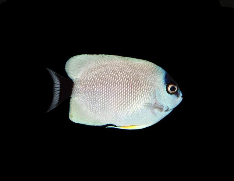 Three Super Rare Saltwater Fish Available Right Now | Reef Builders ...
