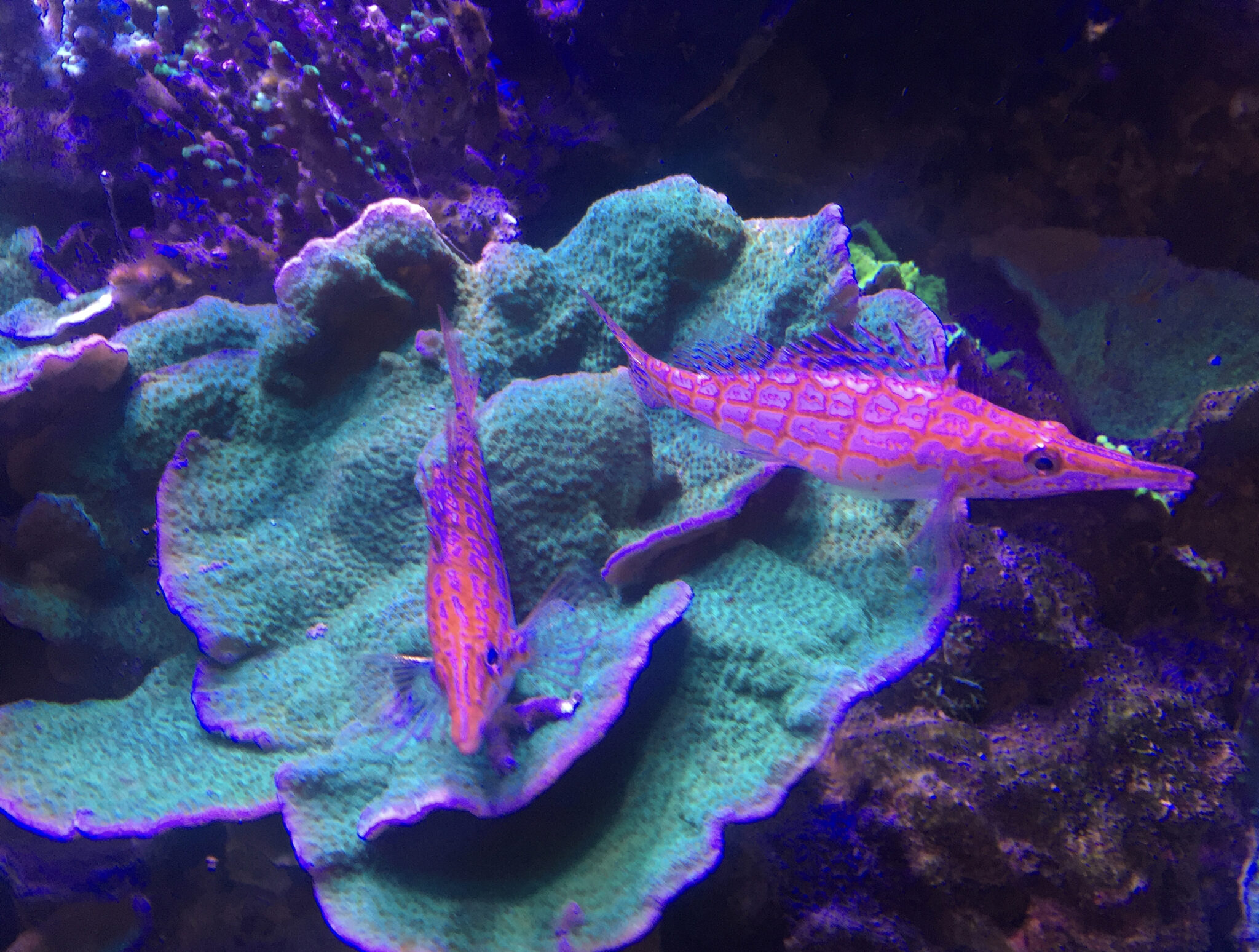 Necessary Planning for a Successful Reef Tank | Reef Builders | The ...