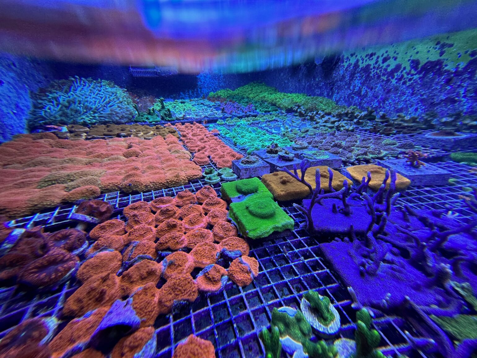 A Day in the Life of a Coral Farmer | Reef Builders | The Reef and ...